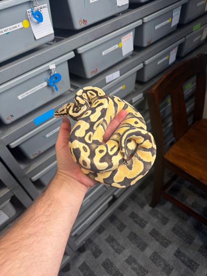Pastel Desert Ghost Ph Clown Ball Python by Tidal Wave Morphs