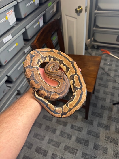 Puzzle Ball Python by Tidal Wave Morphs