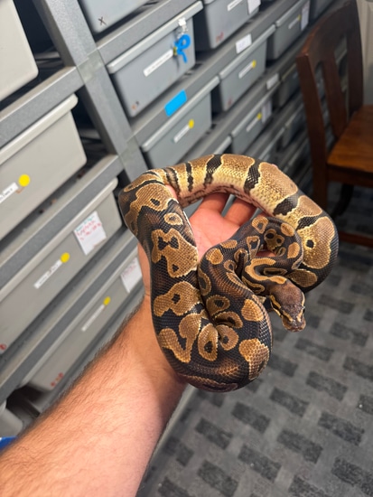 Het Sunset Ball Python by Tidal Wave Morphs