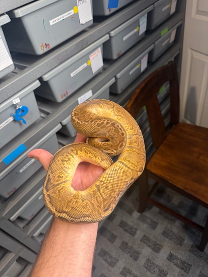 Pastel Sunset Ball Python by Tidal Wave Morphs