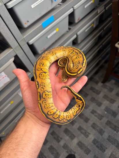 Stranger Special Pastel Ph Clown Het Hypo Ball Python by Tidal Wave Morphs