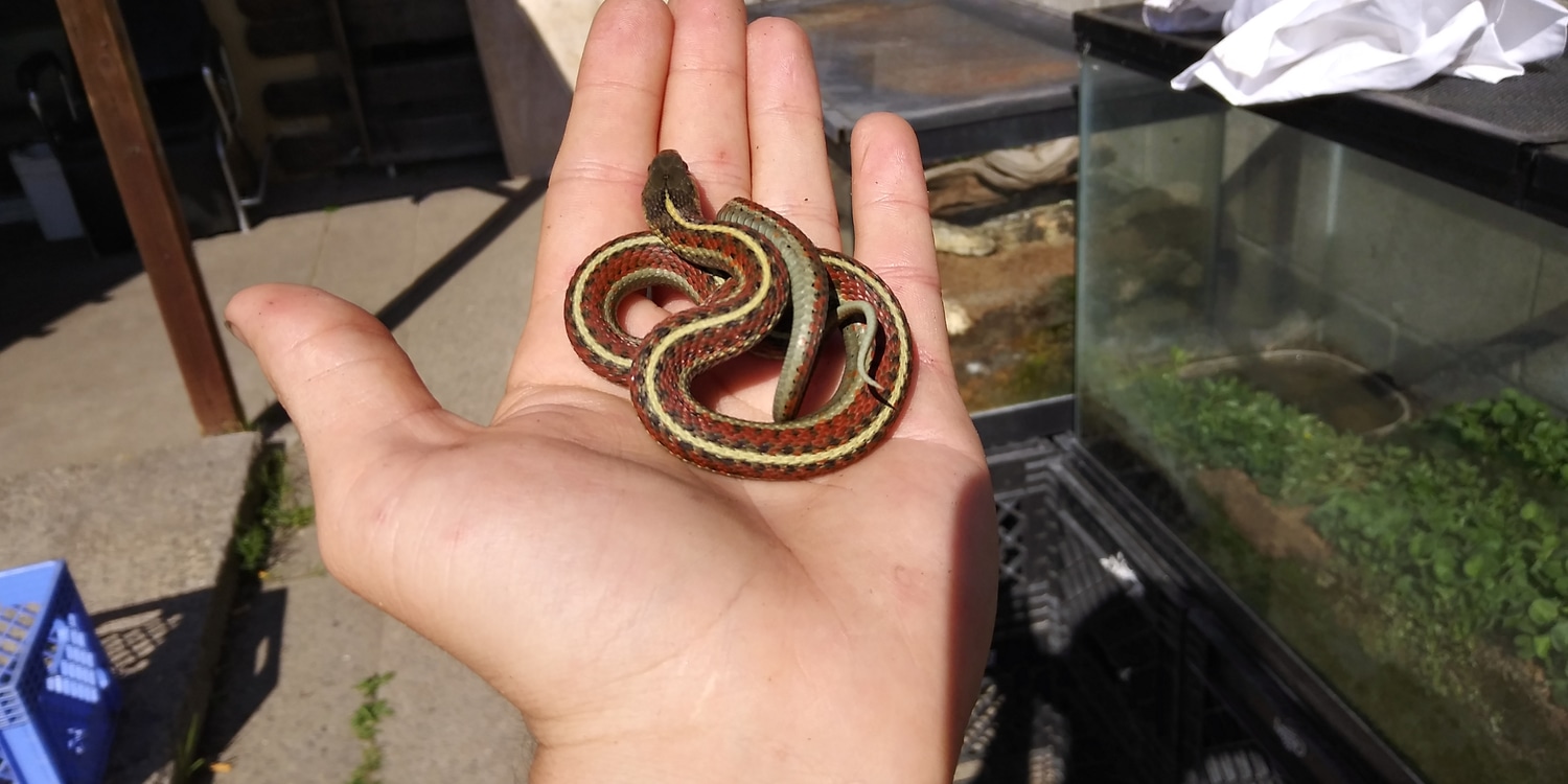 Coast Garter Garter Snake by Scythe Serpent's - MorphMarket