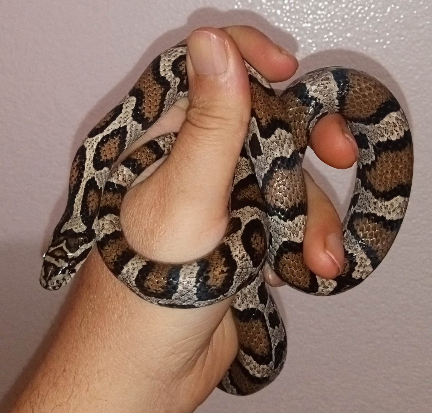 Eastern Milk Snake by Scythe Serpent's - MorphMarket