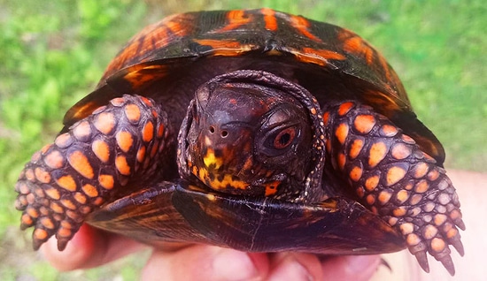 Eastern Box Turtle by Scythe Serpent's