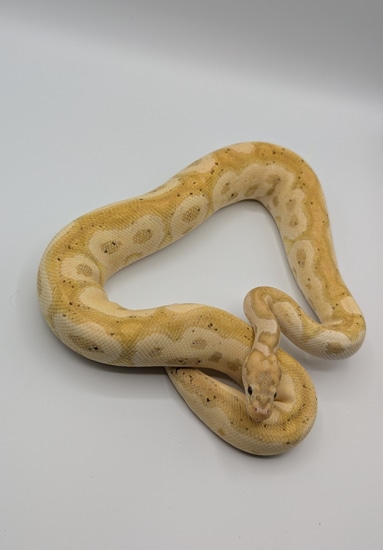 Banana Fire Clown Ball Python by SD Imperial Pythons