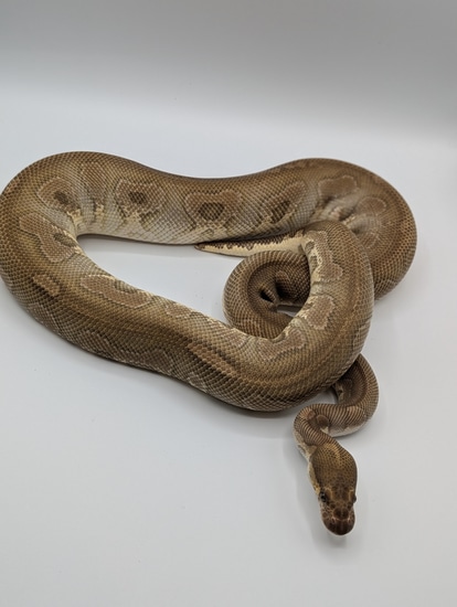 Phantom Clown Ball Python by SD Imperial Pythons