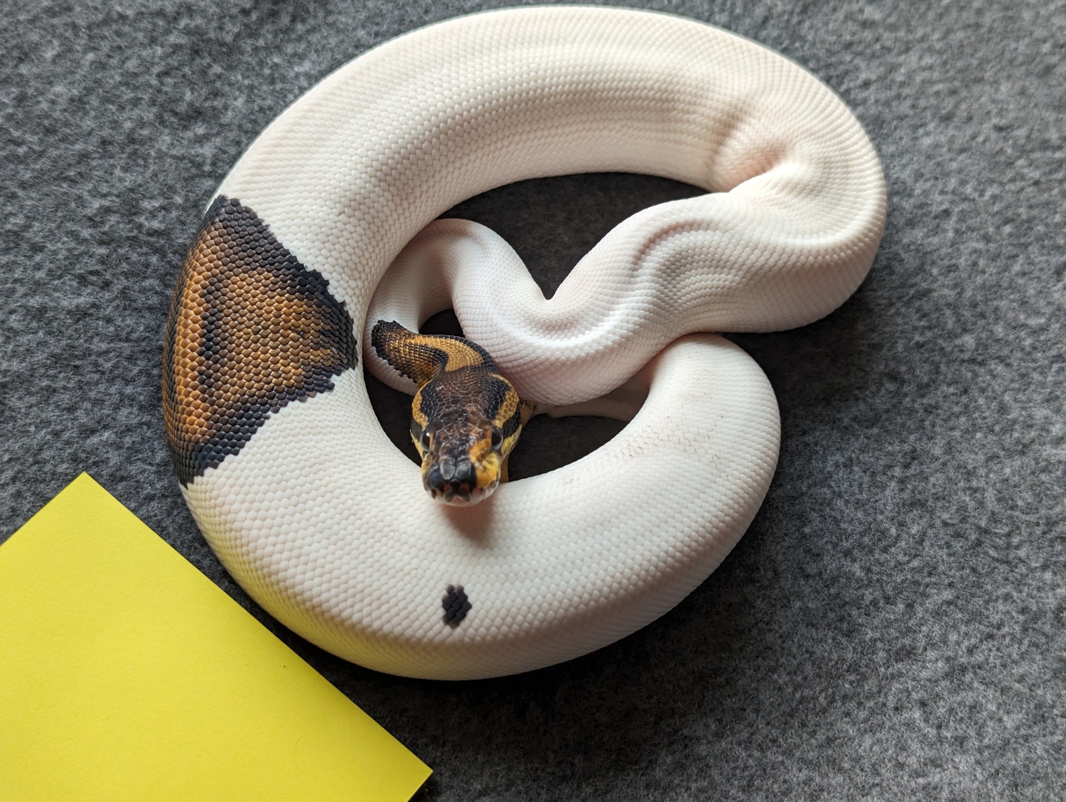 Black Pastel Leopard Pied Ball Python by SD Pieds - MorphMarket