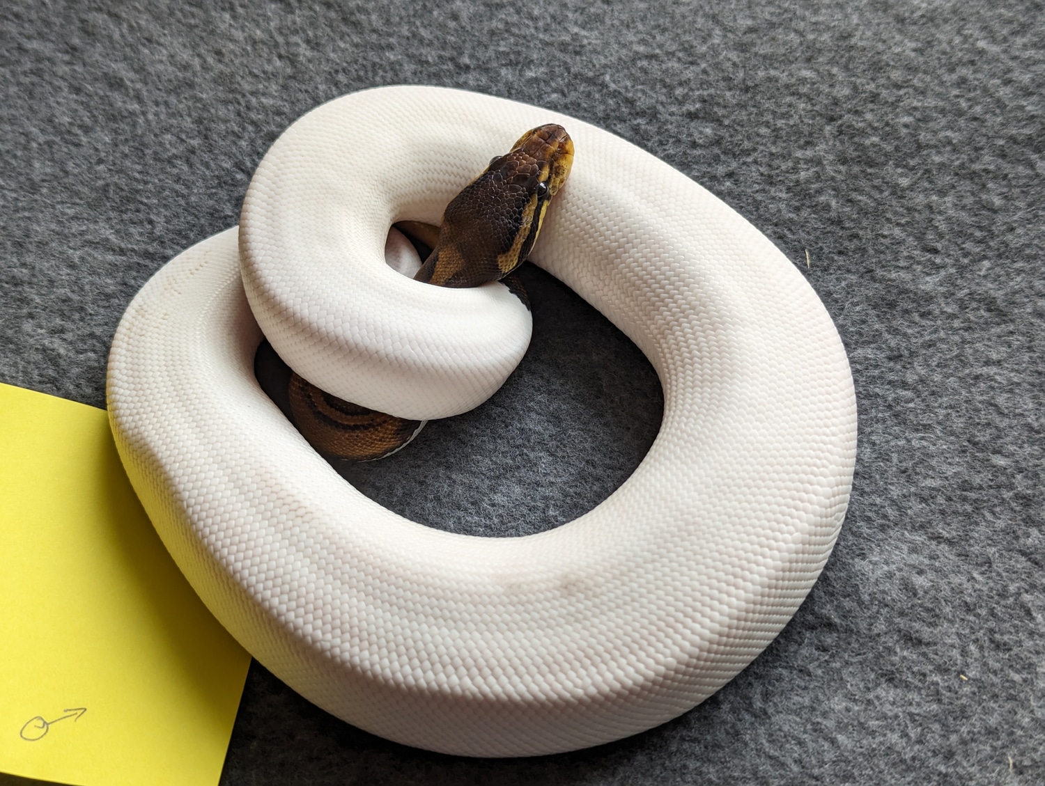 Black Pastel Pied Ball Python by SD Pieds - MorphMarket