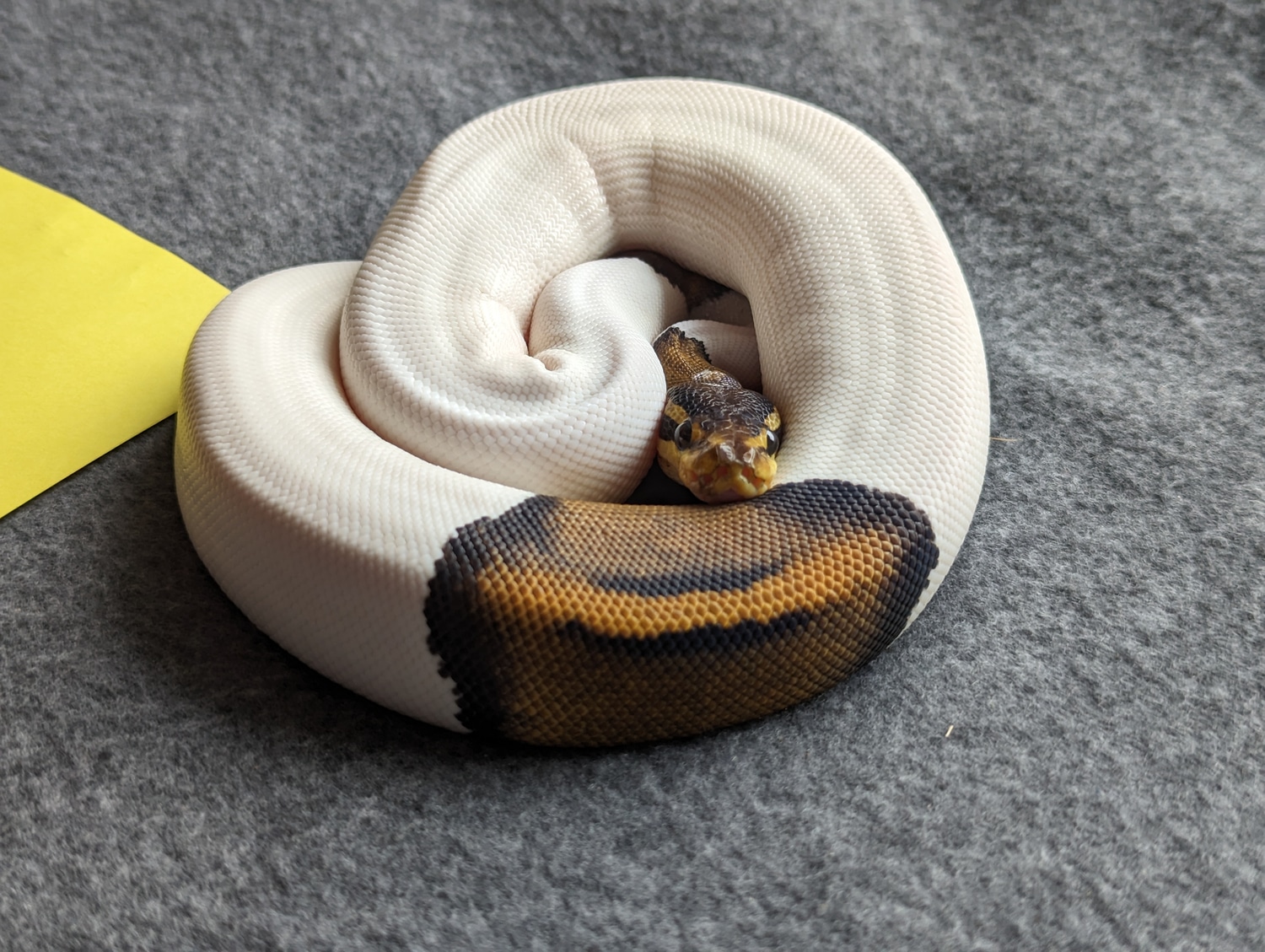 Black Pastel Leopard Pied Ball Python by SD Pieds - MorphMarket