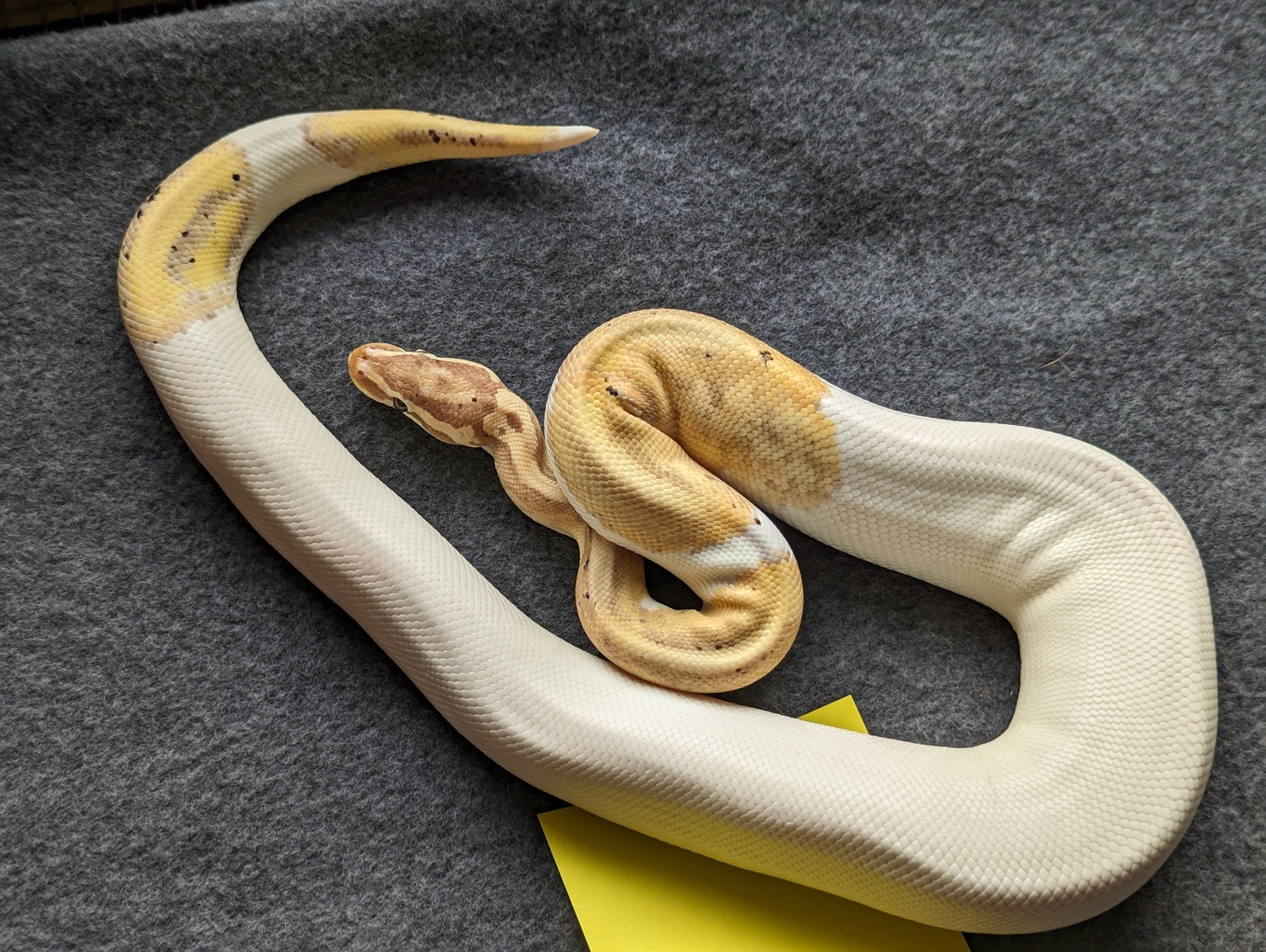 Banana Pied Ball Python by SD Pieds - MorphMarket