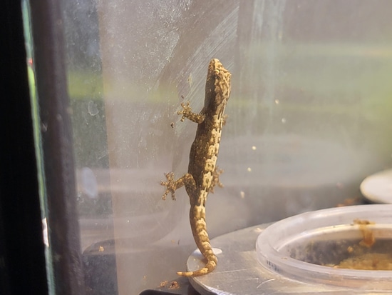 Young Mourning Gecko's by Steve's Frogs