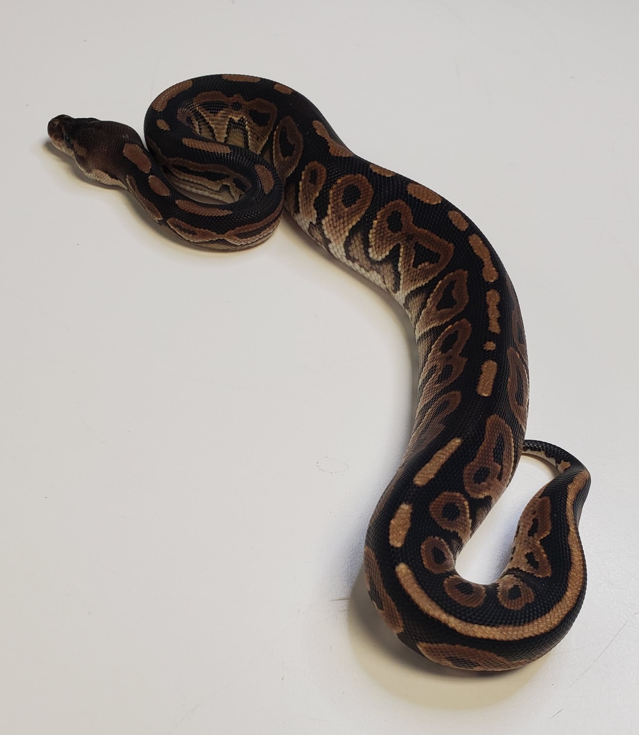 Cinnamon Ringer Ball Python by Scaly Things Exotics - MorphMarket