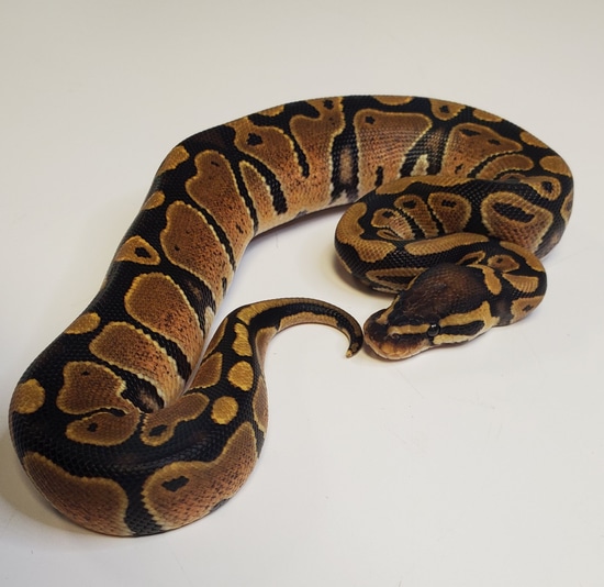 Normal Het Ghost Ball Python by Fishy Vibes Pets and Supplies