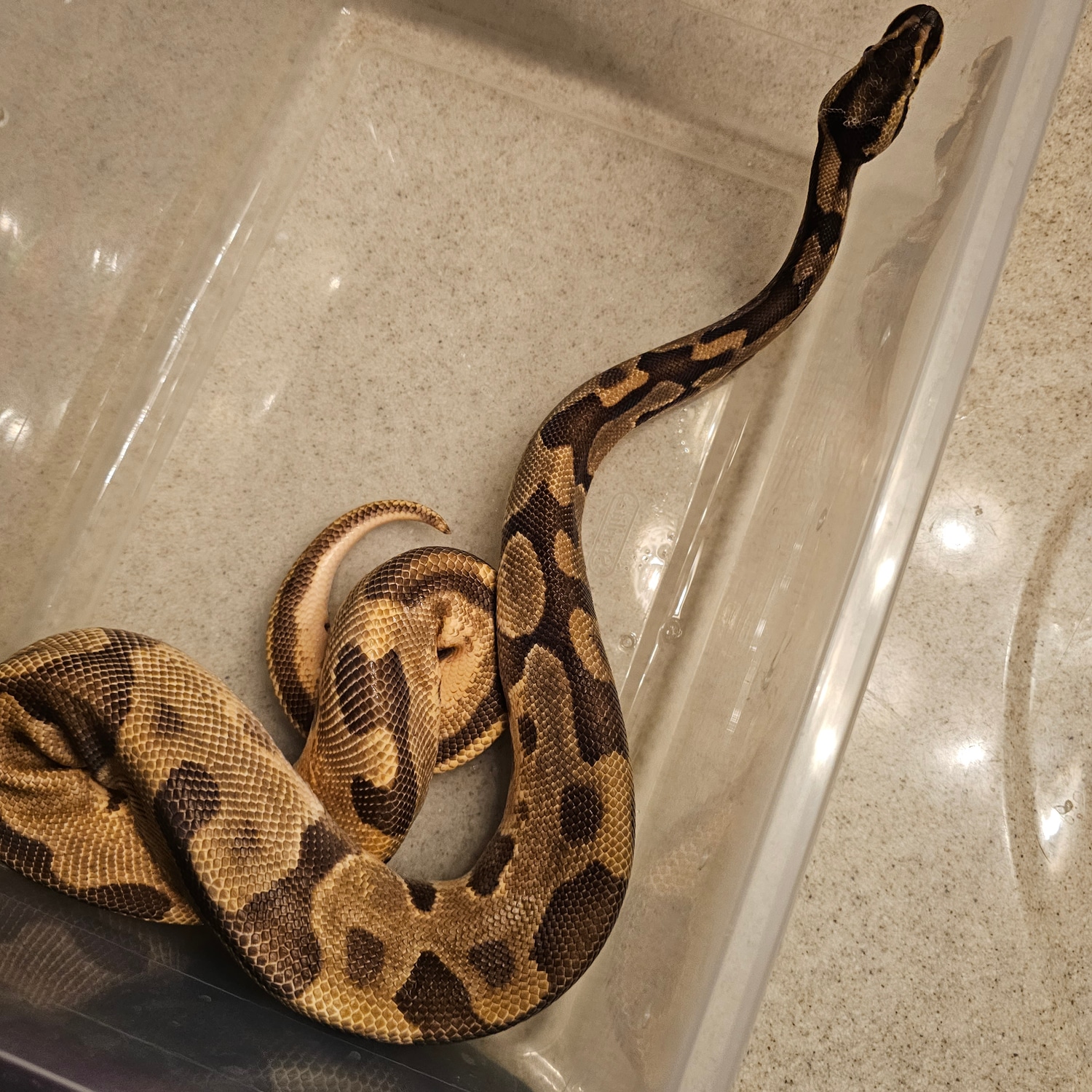 Orange Dream Leopard Yellow Belly Enchi FREE SHIPING! Ball Python by ...