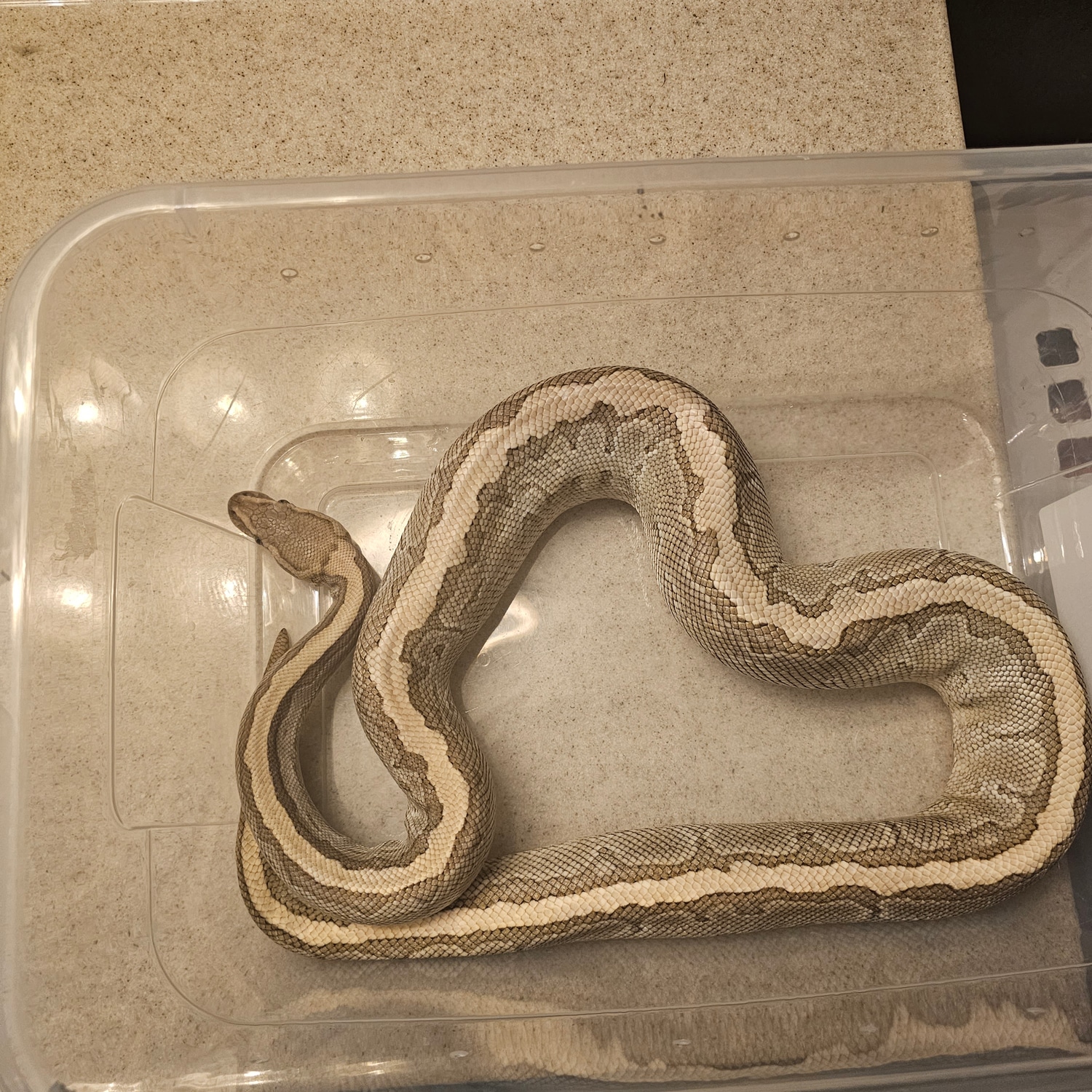 Jigsaw Ball Python by Sdkgeckos - MorphMarket