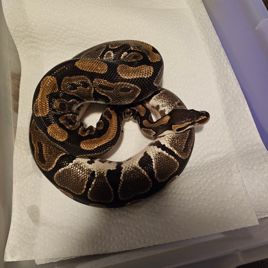 Normal Wholesale LOT Ball Python by Sdkexotics