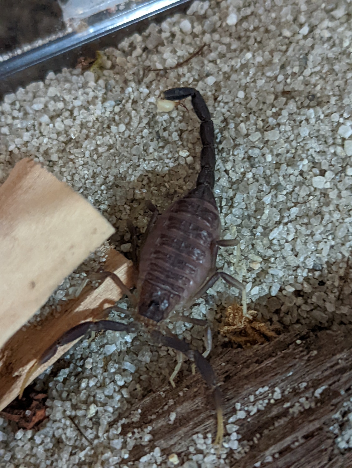 Black Deathstocker (Leiurus Jordanensis) Scorpion by Deluxe geckos ...