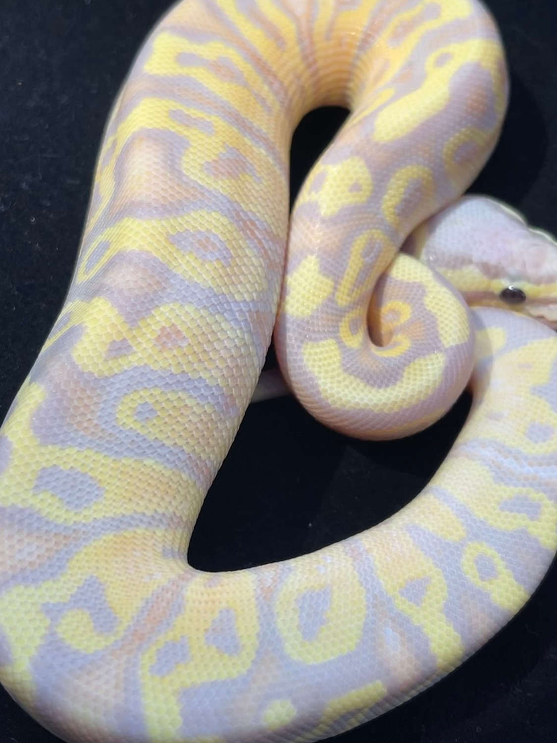 Firefly Banana 100% Het Clown Ball Python by Odin's Mixology llc ...
