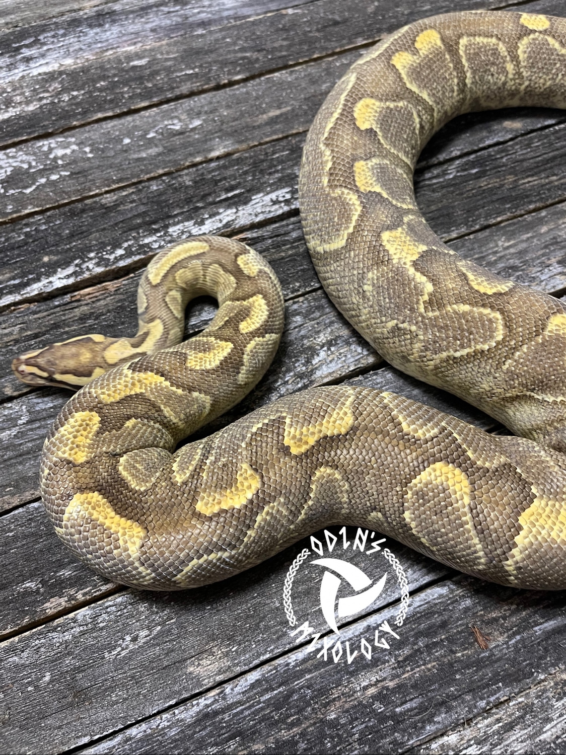 Enchi Fire Yellow Belly Ball Python by Odin's Mixology llc - MorphMarket