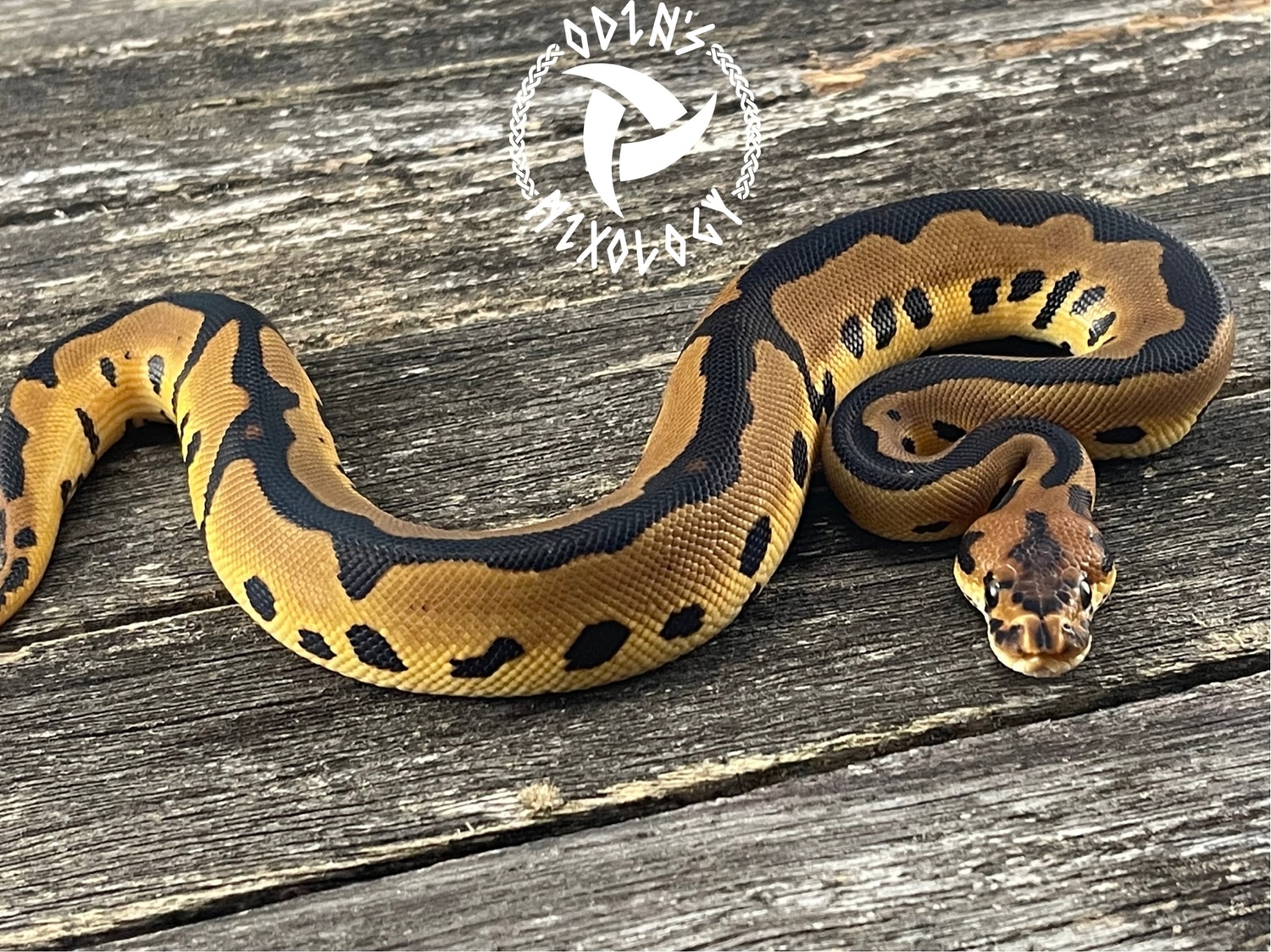 Leopard Clown Ball Python by Odin's Mixology llc - MorphMarket