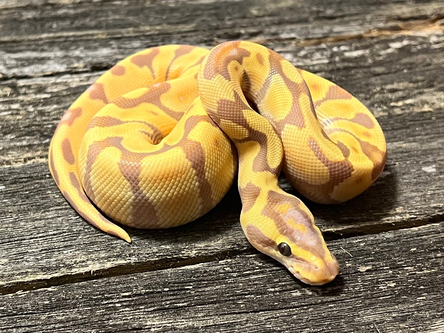 Super Enchi Banana Ball Python by Odin&#039;s Mixology llc - MorphMarket