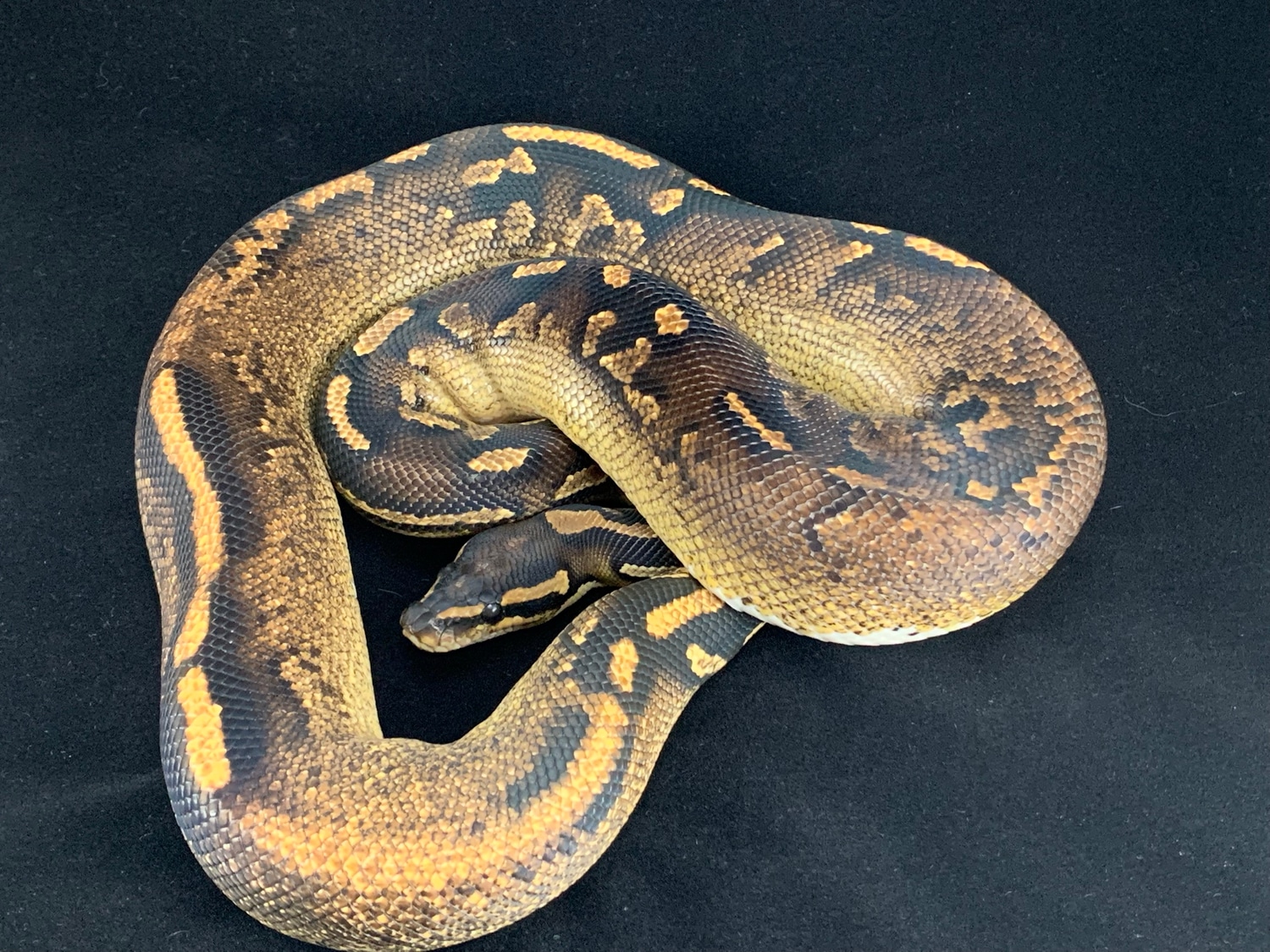 Black Head Calico Yellow Belly Ball Python by Odin's Mixology llc ...