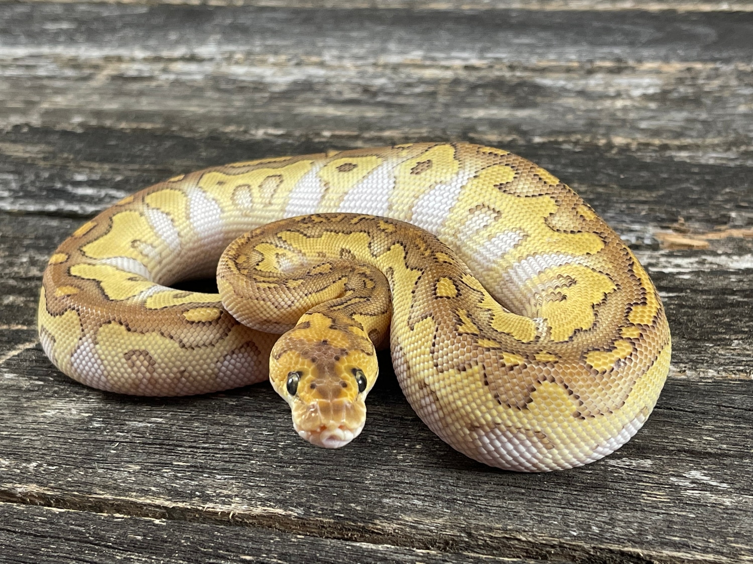 Spotnose Lesser Clown Ball Python by Odin's Mixology llc - MorphMarket