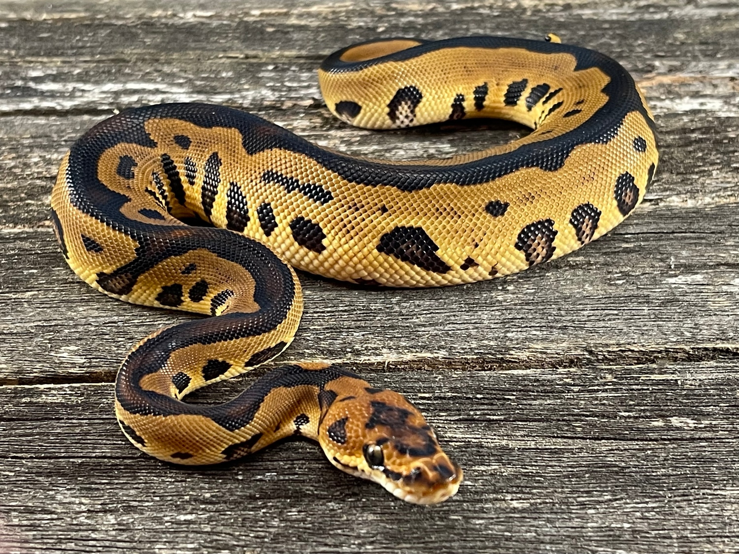 Spotnose Leopard Clown Ball Python by Odin's Mixology - MorphMarket