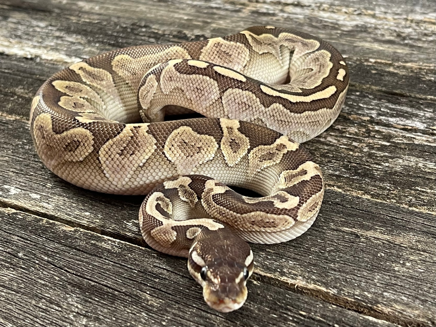 Blackhead Bamboo Yellow Belly Ball Python by Odin's Mixology llc ...