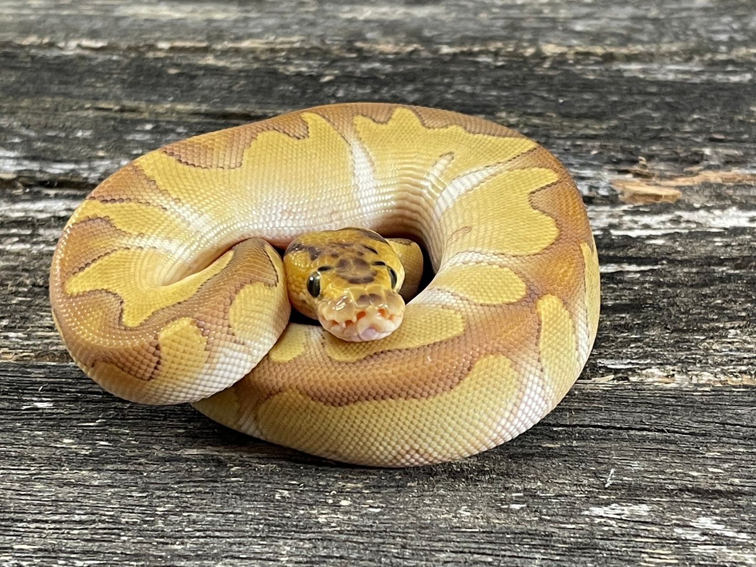 Enchi Lesser Clown Ball Python by Odin's Mixology llc - MorphMarket