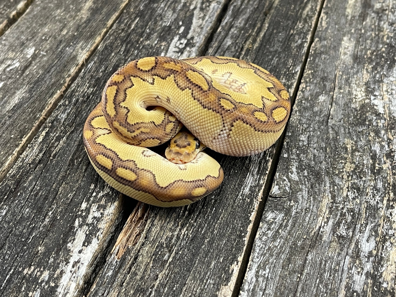 Lesser Enchi Orange Dream Clown Ball Python by Odin's Mixology llc ...