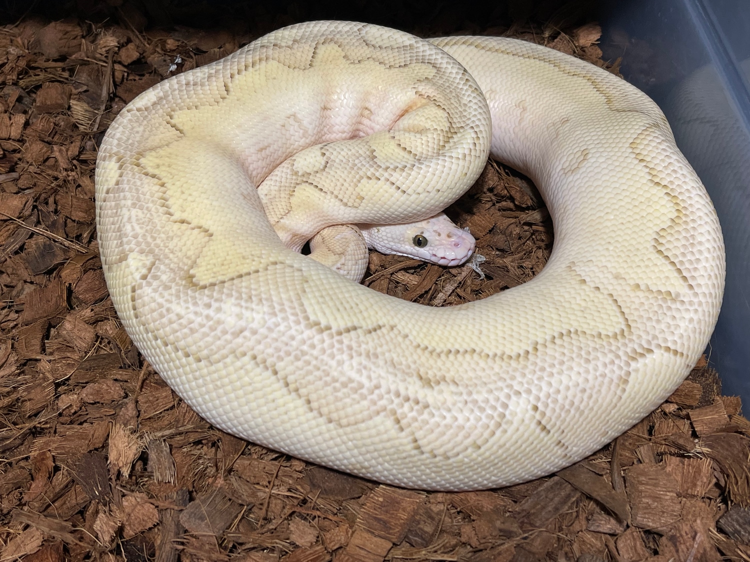 Vanilla Lesser Pastel Clown Ball Python by Odin's Mixology llc ...