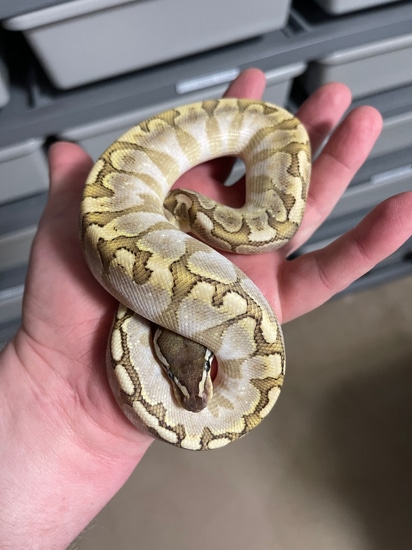 Bamboo Calico Yellow Belly Ball Python by Odin's Mixology llc