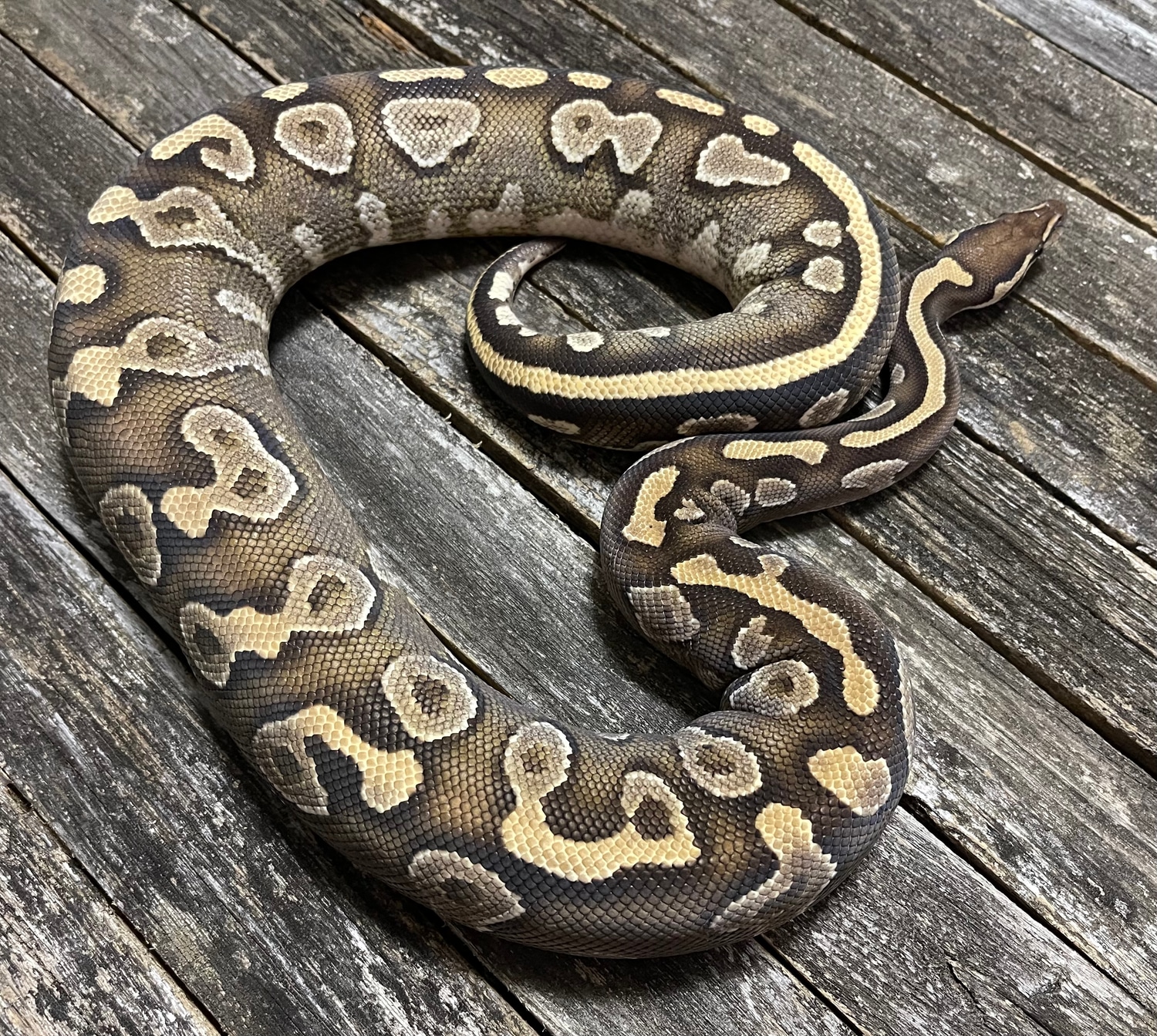 RTB Mojave Yellow Belly Ball Python by Odin's Mixology llc - MorphMarket