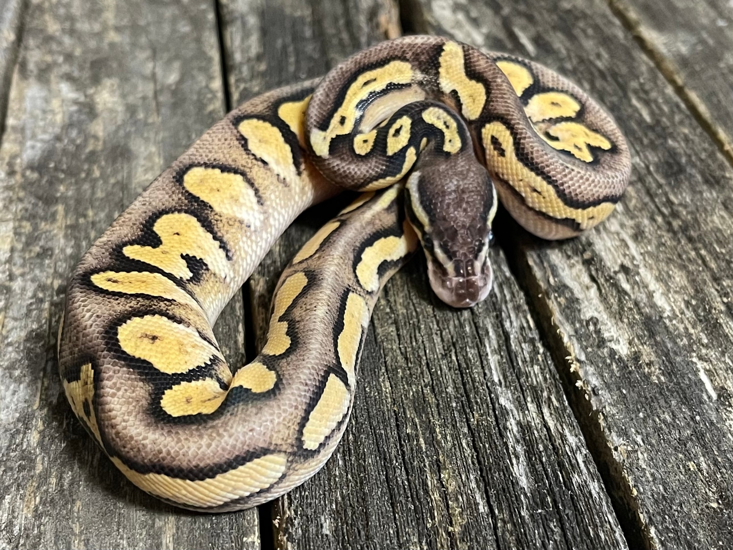 Black Head Calico Yellow Belly Vanilla Ball Python by Odin's Mixology ...