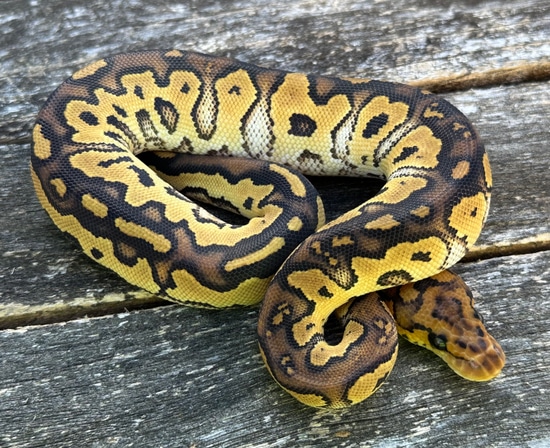 Black Head Fire Yellow Belly Clown Ball Python by Odin's Mixology llc