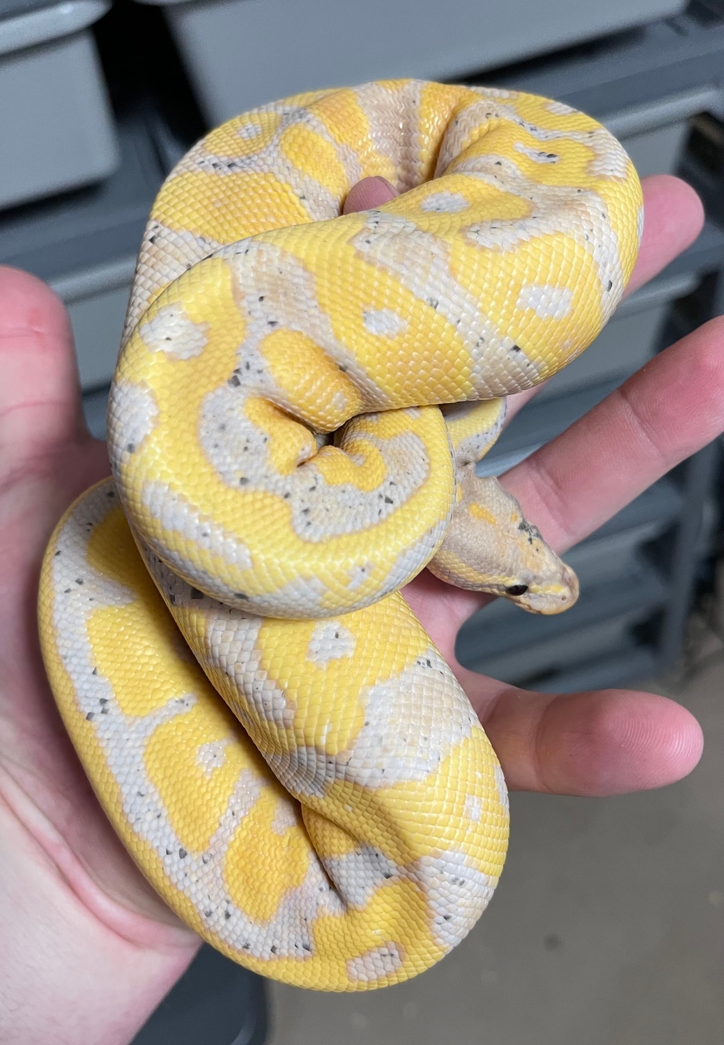 Coral Glow, Nr Mandarin, Leopard, Het Pied, Het Hypo Ball Python by ...