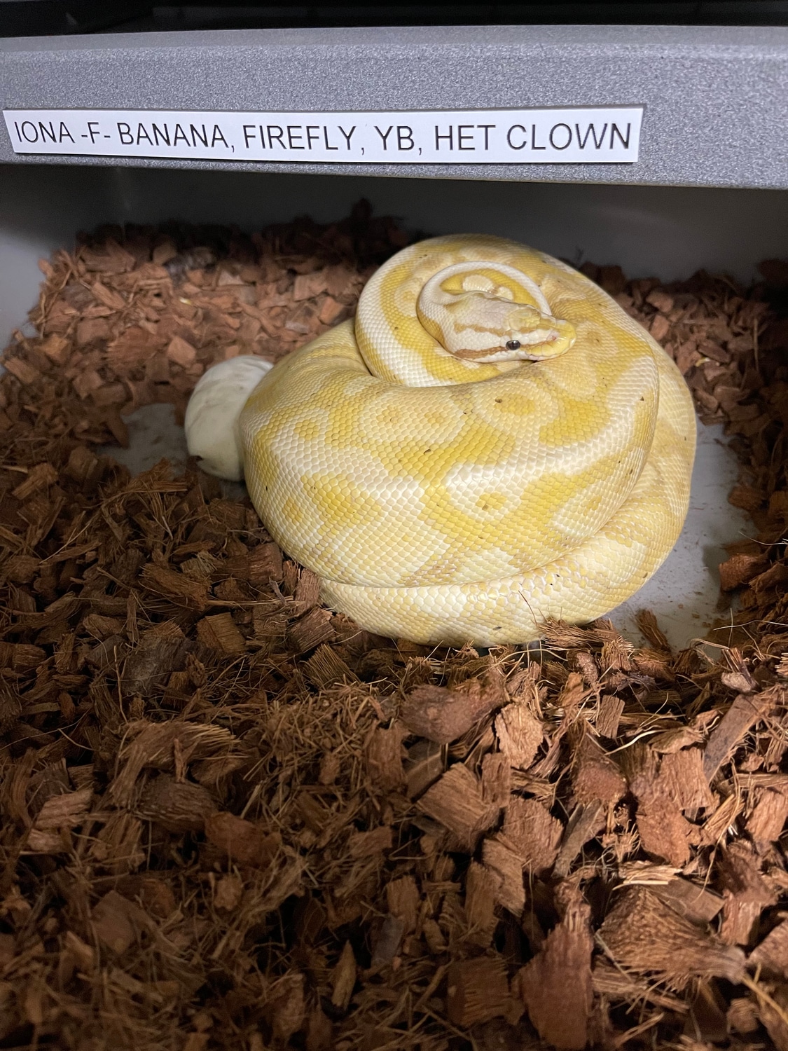 Banana, Fire, Pastel, YB, Het Clown Ball Python by Odin's Mixology llc - MorphMarket