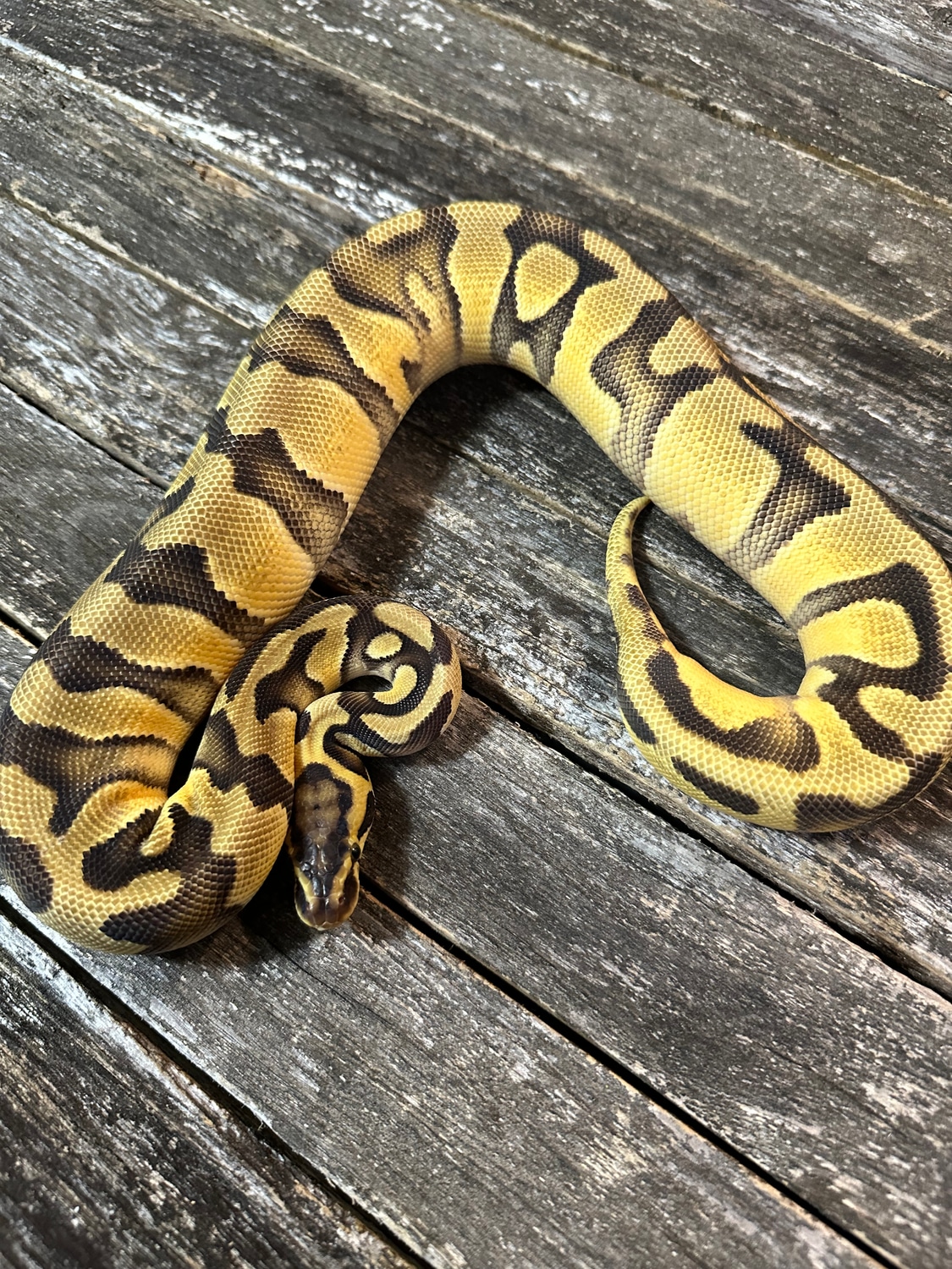 Orange Dream Enchi Pastel DH Clown Pied Ball Python by Odin's Mixology llc - MorphMarket