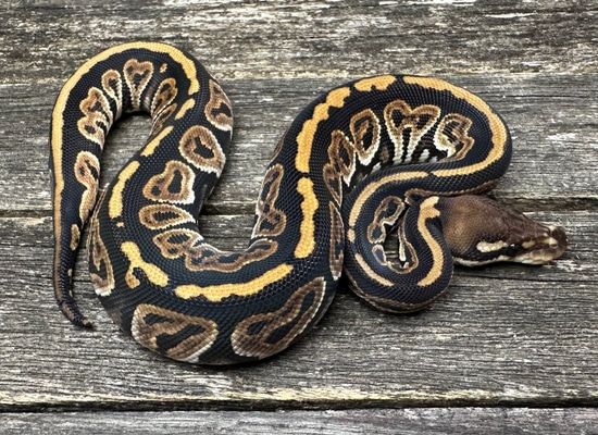 Black Pastel Dbl Het Ultramel Clown Ball Python by Odin's Mixology llc