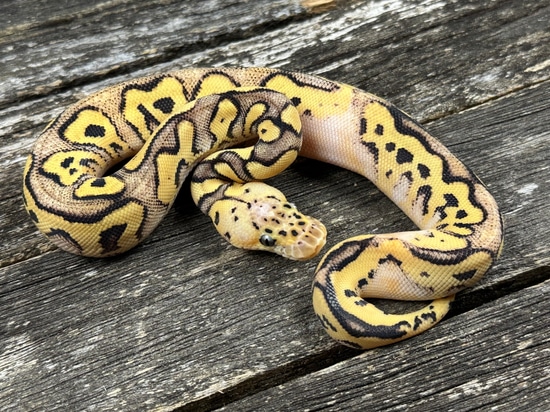 Firefly Clown 100% Het Piebald Ball Python by Odin's Mixology llc