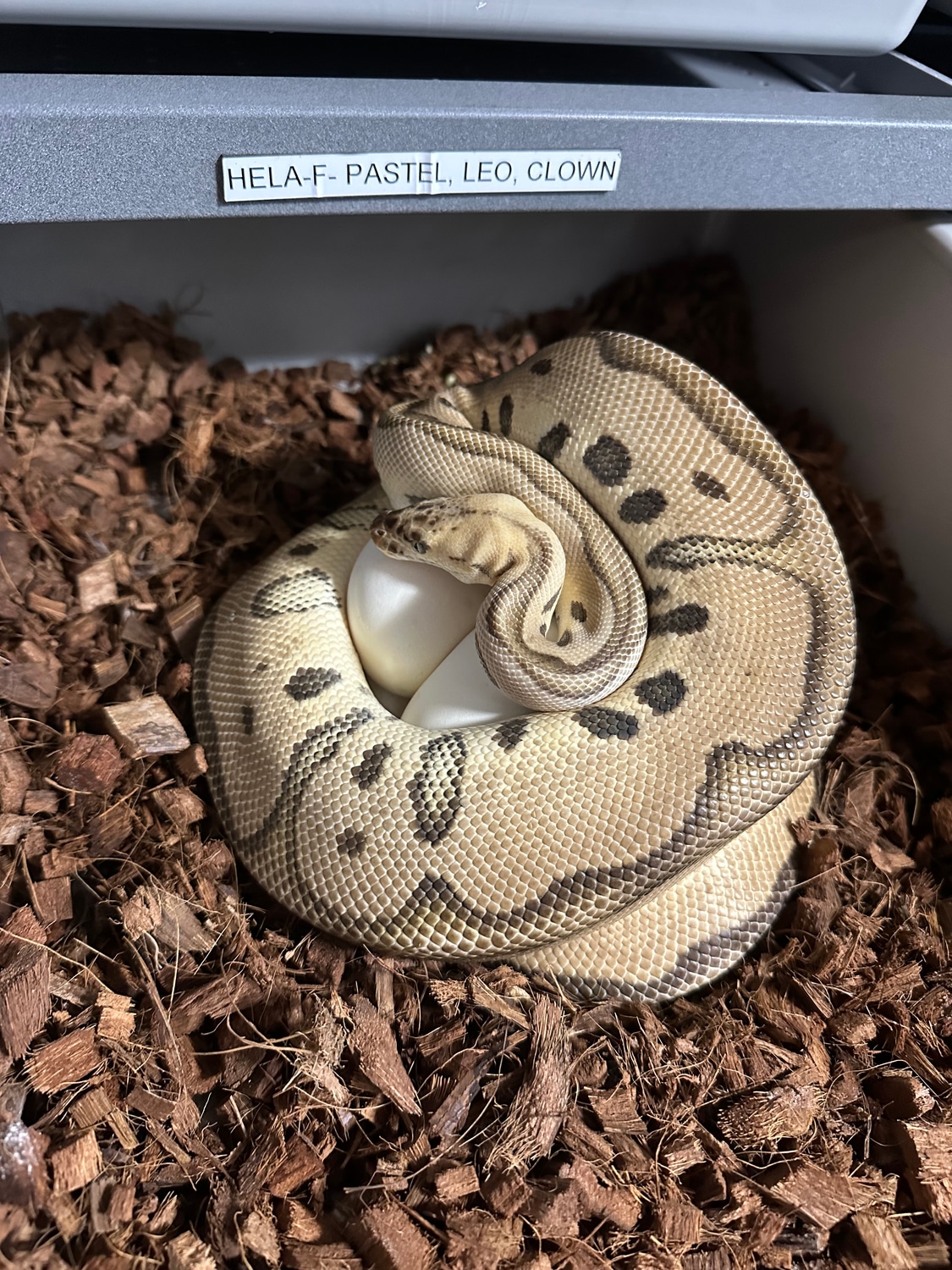 Ball Python Clutch: 2.24OM by Odin's Mixology llc - MorphMarket
