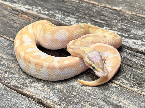Banana Sugar Sable Pastel Ball Python by Odin's Mixology llc
