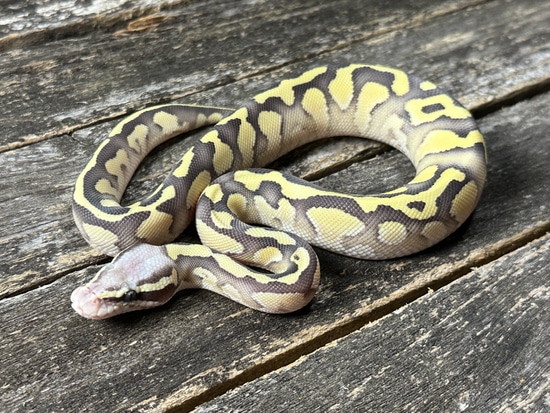 Fire Lesser Pastel Desert Ghost Ball Python by Odin's Mixology llc