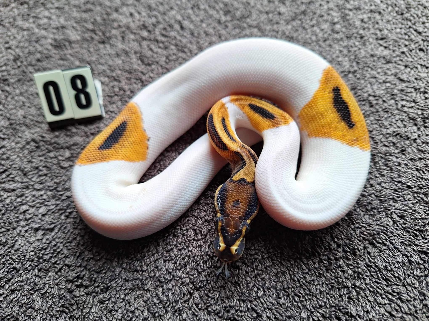 SD-Pythons's Collection - MorphMarket