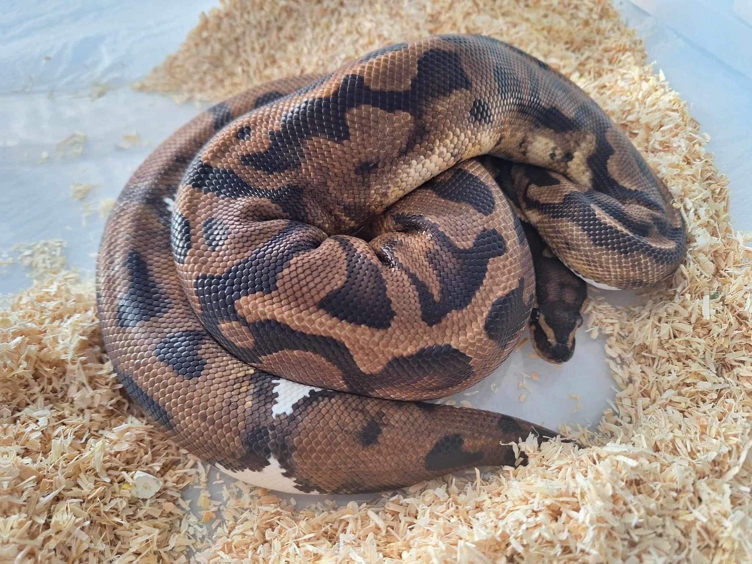 Pied 100% Het Albino Low White Ball Python by SD-Pythons - MorphMarket