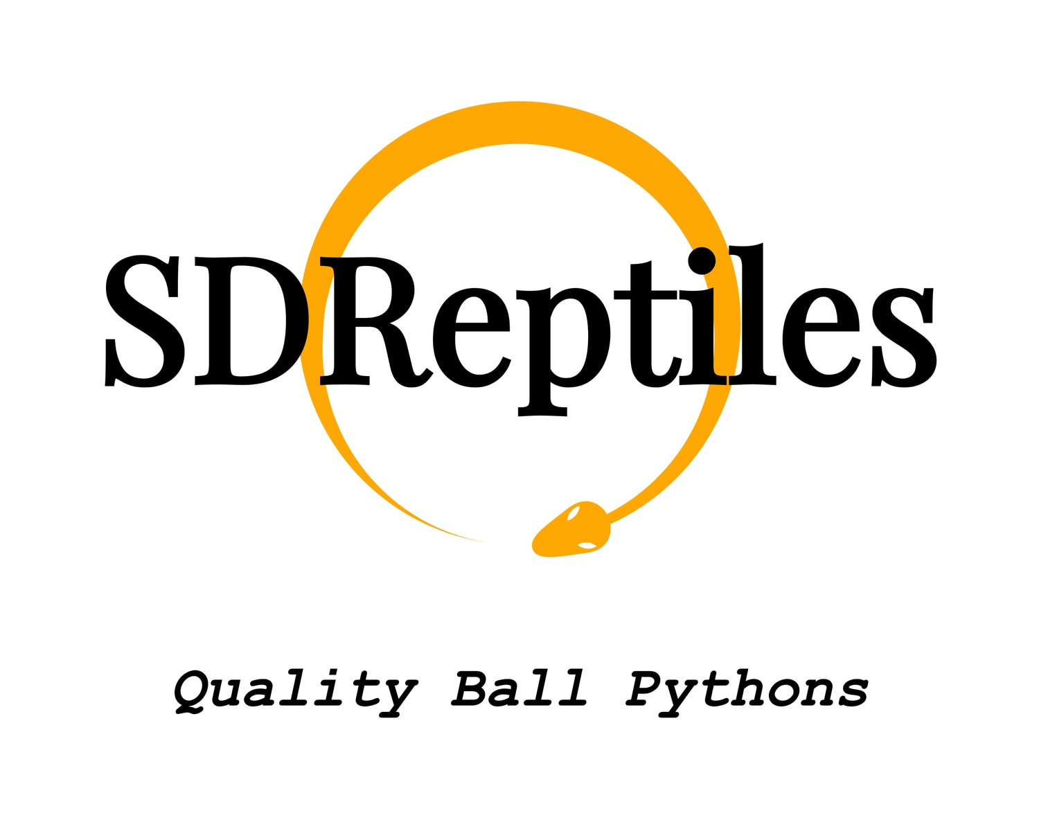 Ball Python Clutch Clutch 2018 10 By SDReptiles MorphMarket ball-python-clutch-clutch-2018-10-by-sdreptiles-morphmarket