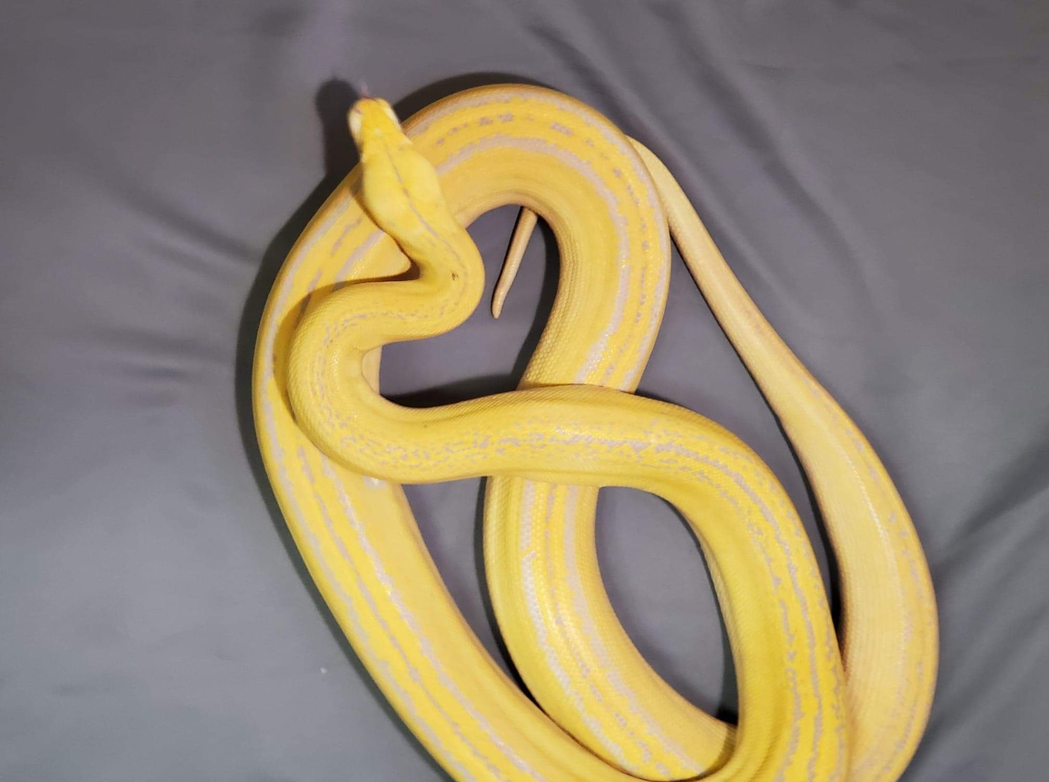 Purple Tiger Golden Child Reticulated Python by Supreme Exotic Feed Co ...