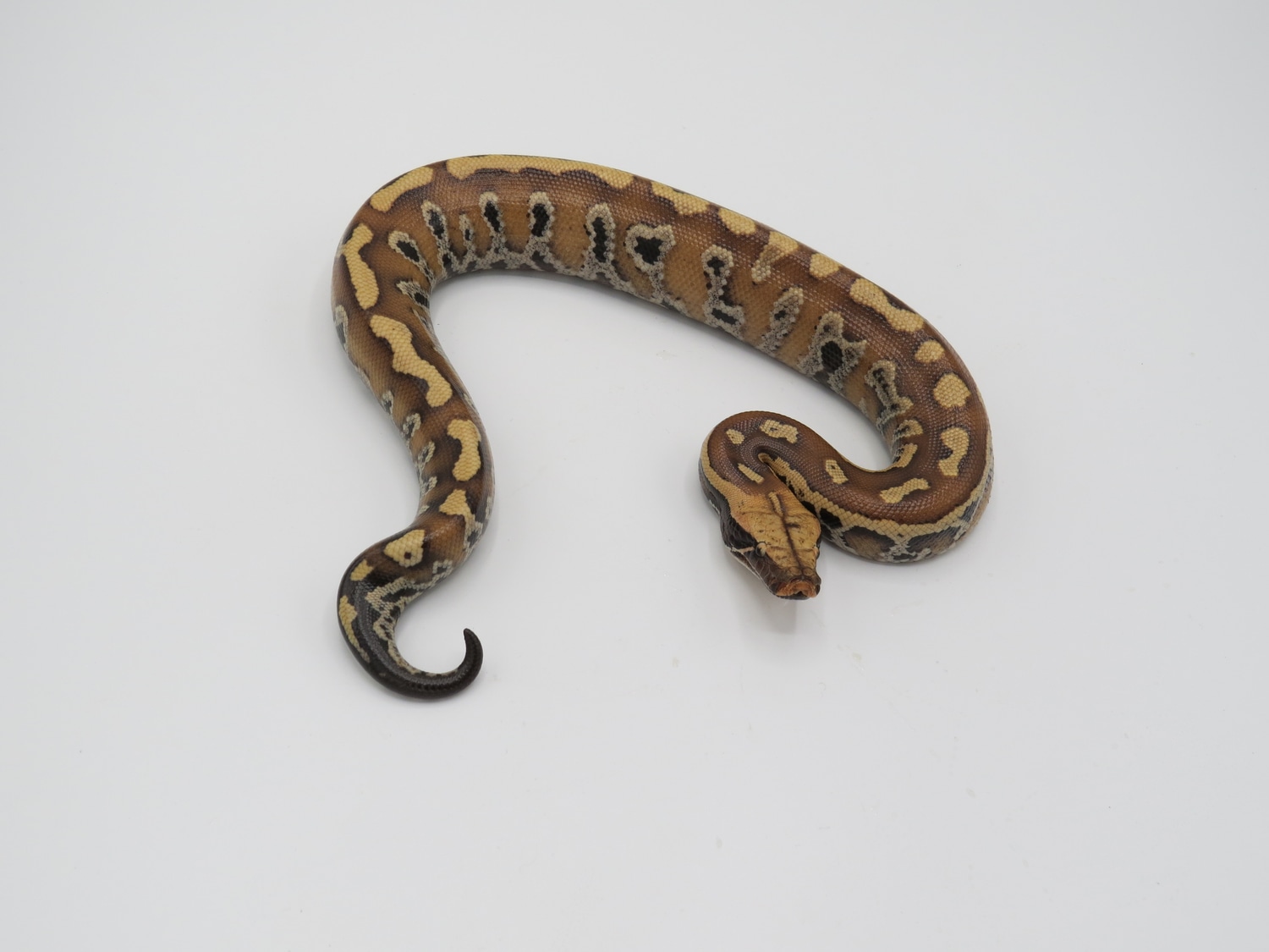 Blood Python by Supreme Exotic Feed Co. - MorphMarket