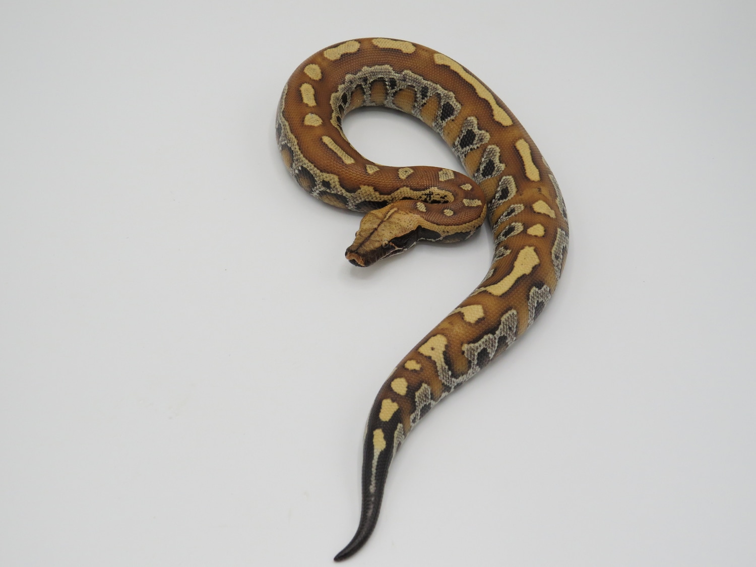 Blood Python by Supreme Exotic Feed Co. - MorphMarket